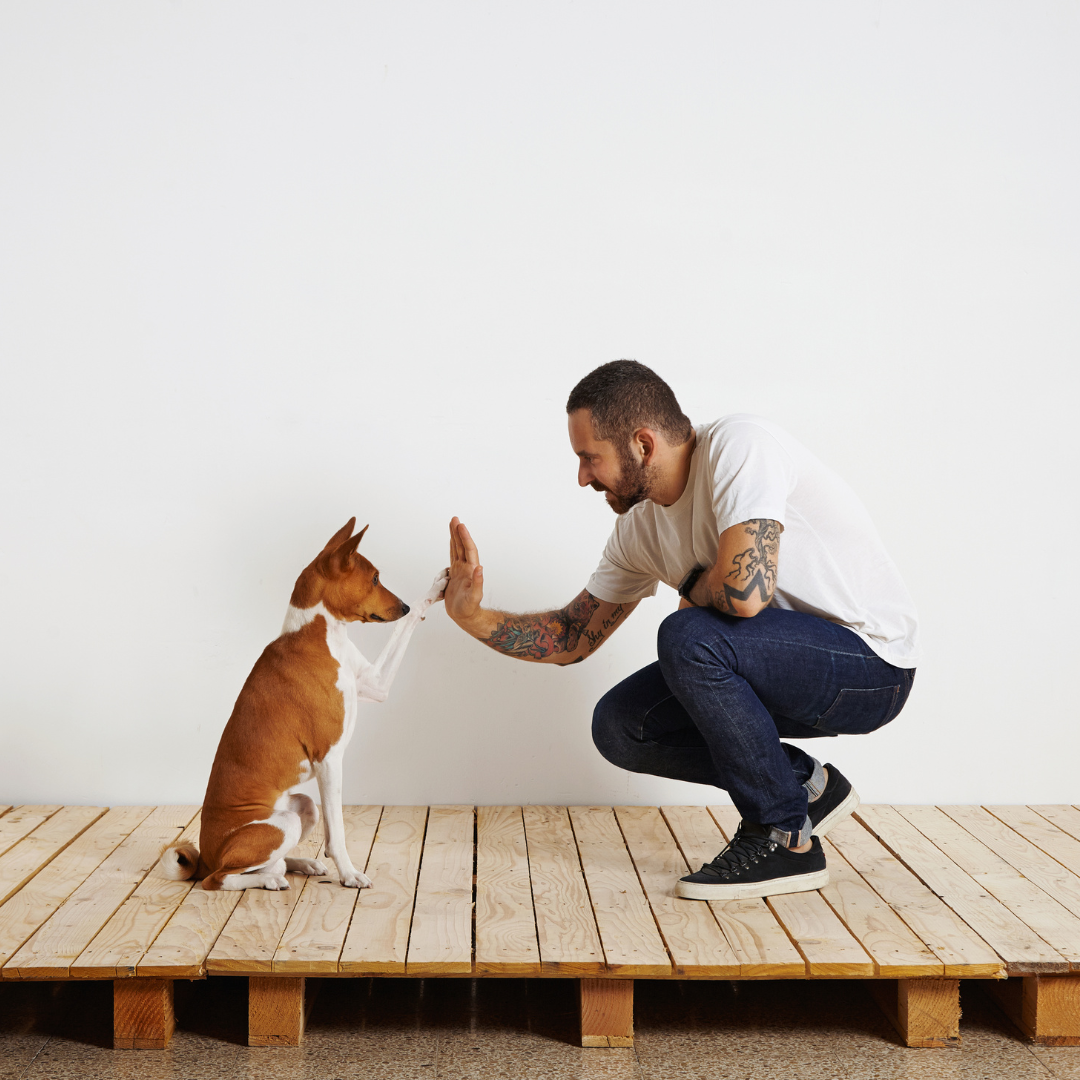 5 Benefits to Training Your Dog - Michigan Mama News