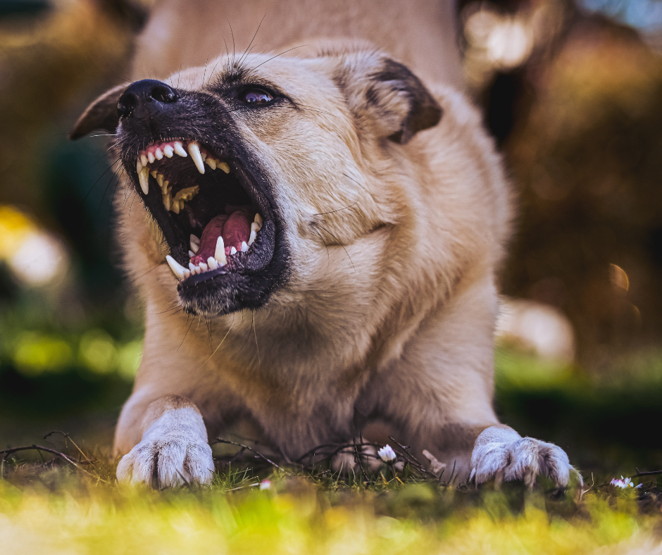 Why Michigan Injury Lawyers is the Top Name When It Comes to Dog Bite ...