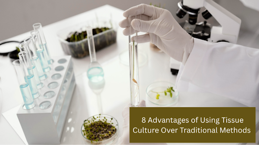 8 Advantages of Using Tissue Culture Over Traditional Methods