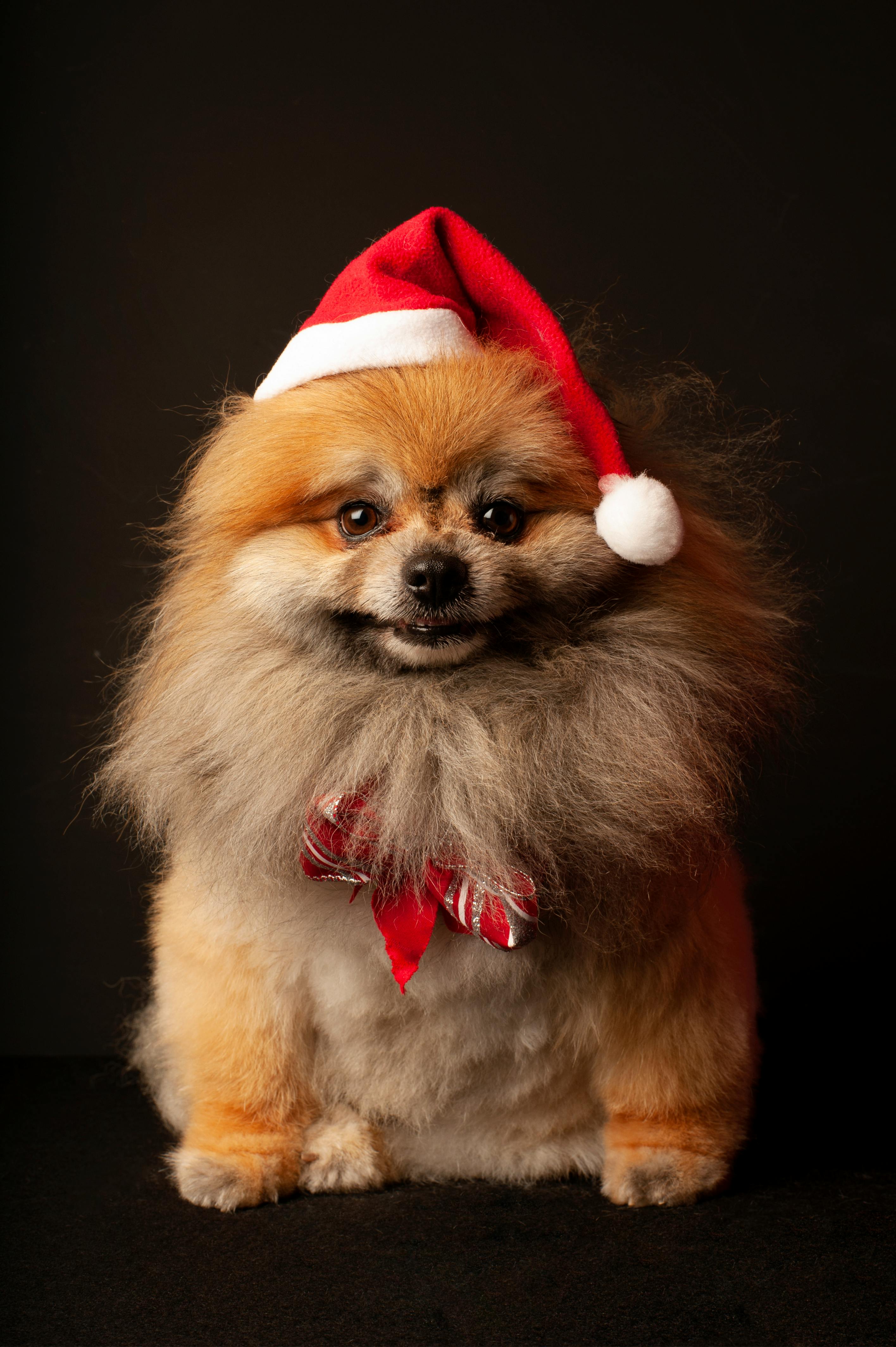 Gardner White and GW HOME to Host Free Family and Dog-Friendly Holiday ...