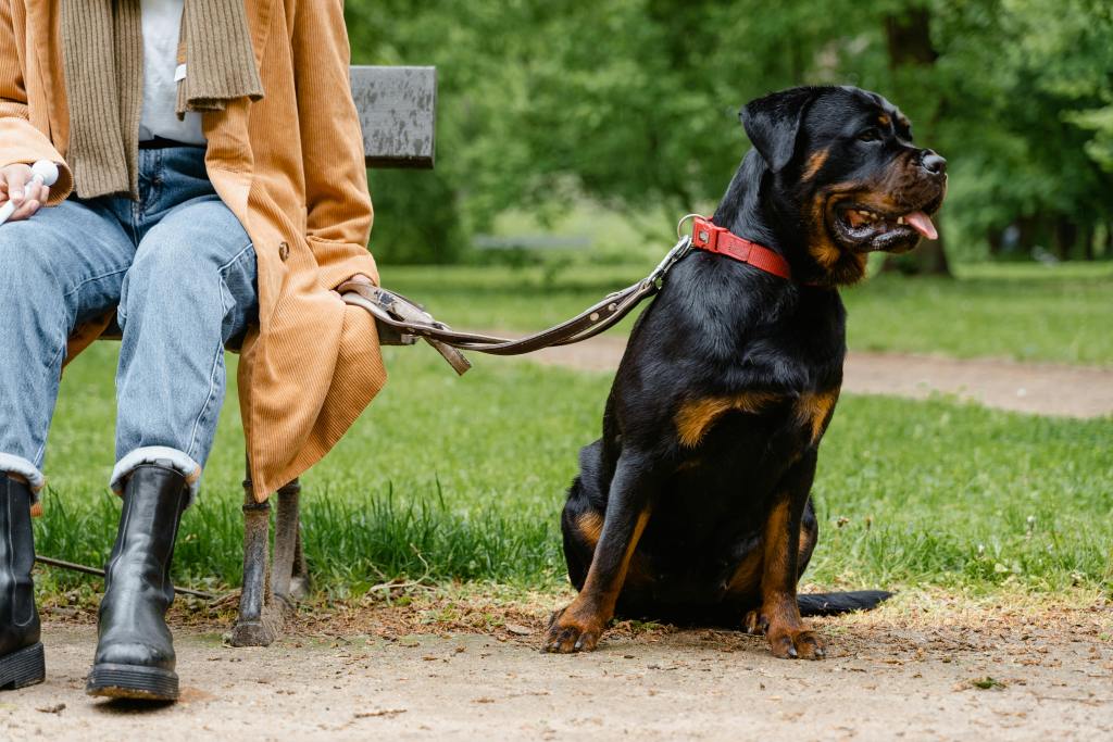 Why Your Dog Ignores You in Public and How One-on-One Sessions Fix It ...